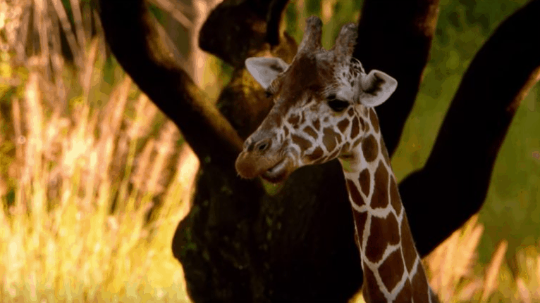 Walt Disney World Rock the Dots Celebration Continues at Animal Kingdom