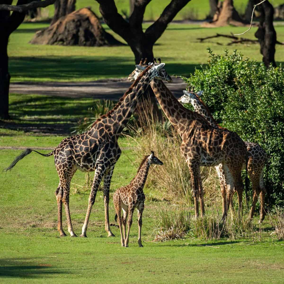 Two Giraffe Calves Join the Savanna at Disney's Animal Kingdom ...