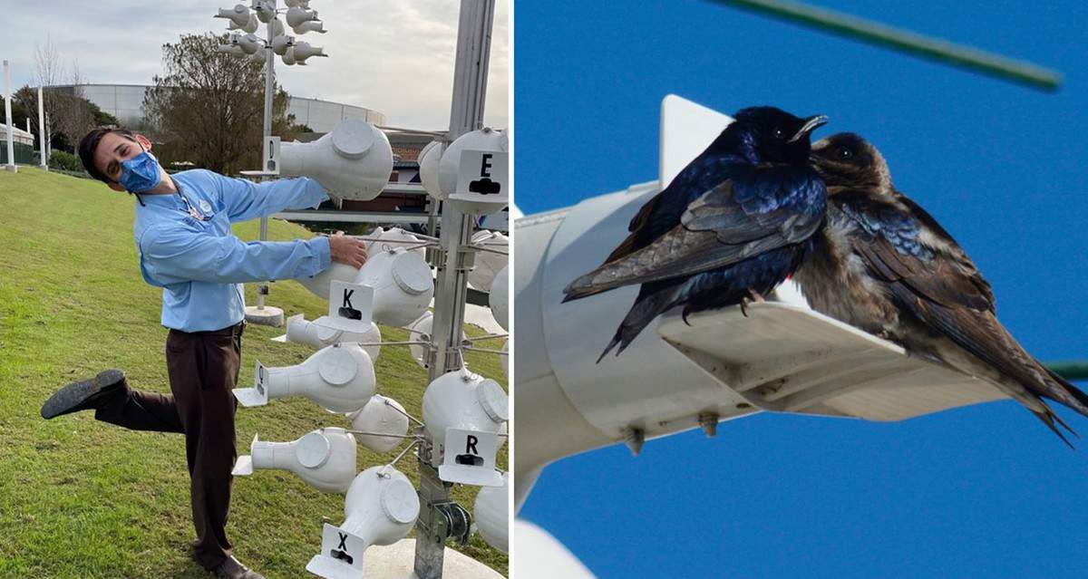 Purple Martins Arrive at Walt Disney World's New White Gourd Birdhouses