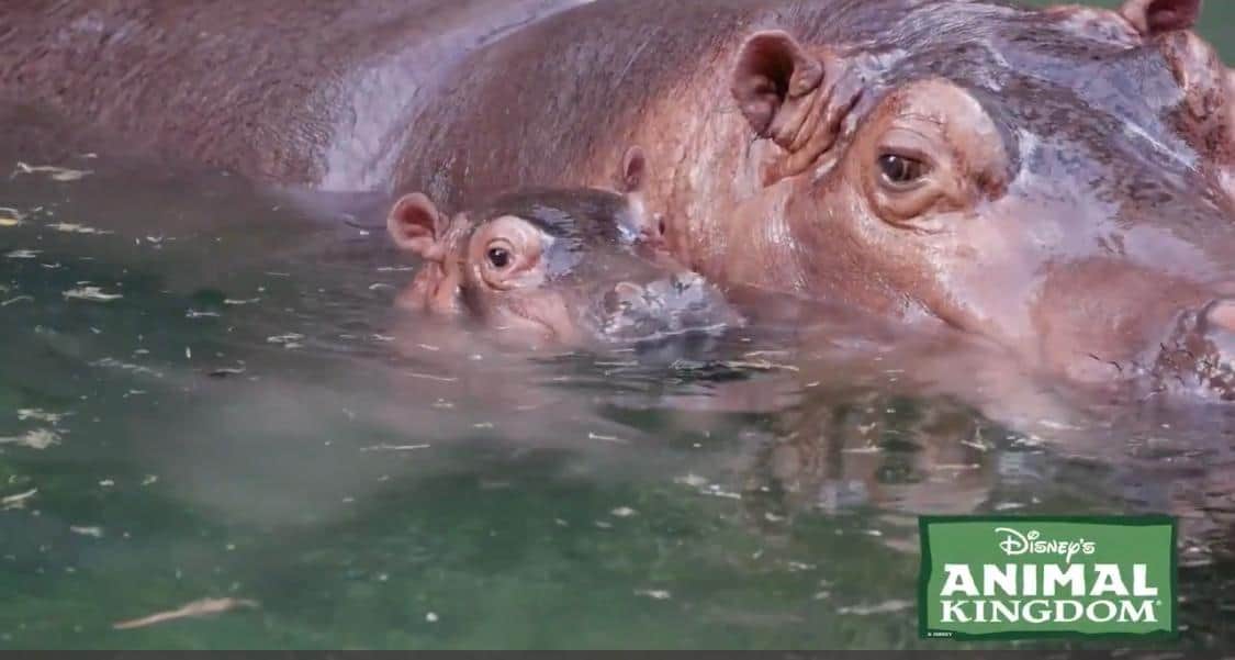 Meet Greta The Baby Hippo at Disney's Animal Kingdom