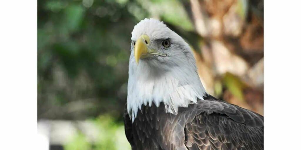 5 Unique Birds to See at Walt Disney World • Disney Tips