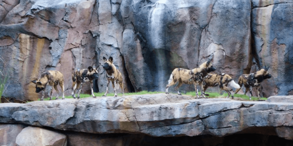 Awesome Facts About Disney’s Worldwide Conservation Fund • DisneyTips.com