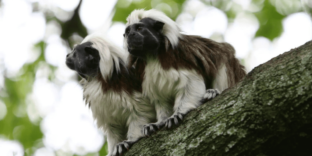 Have You Spotted These Unique Creatures at Disney’s Animal Kingdom Park ...